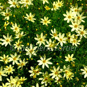 Coreopsis verticillata Moonbeam – Jardinerie Fortier