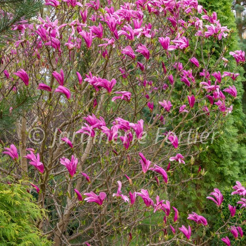 Magnolia "Susan" – Jardinerie Fortier