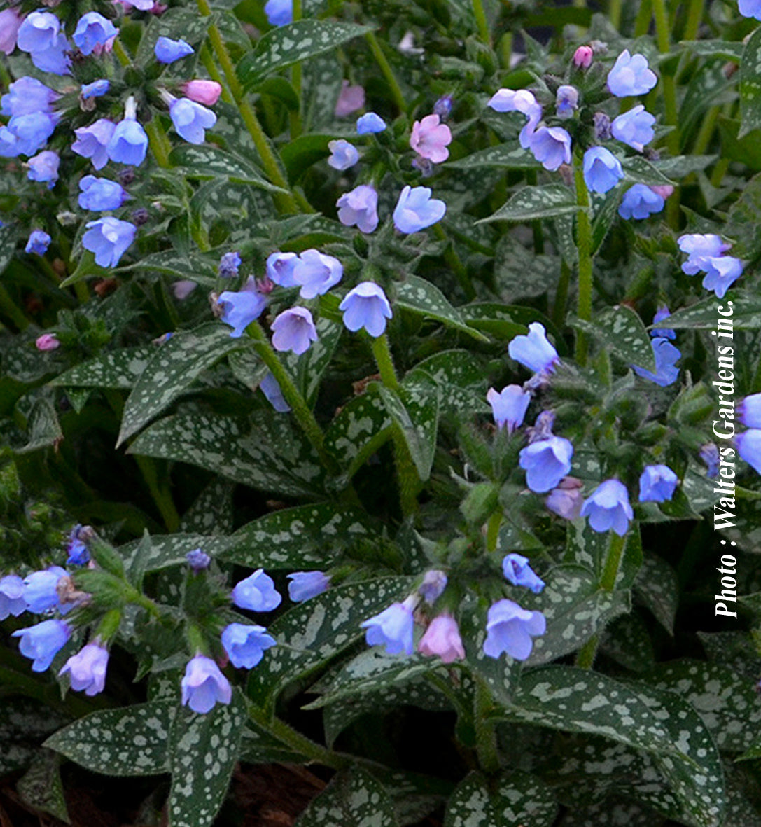 Pulmonaria "Twinkle Toes" – Jardinerie Fortier