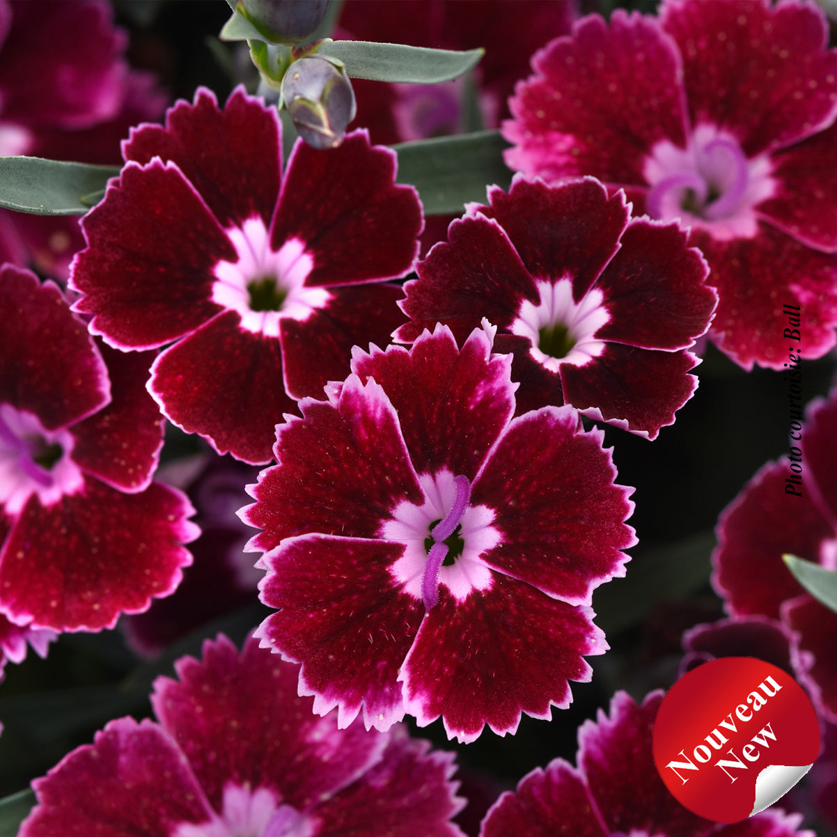Dianthus EverLast™ "Ruby Edge" – Jardinerie Fortier