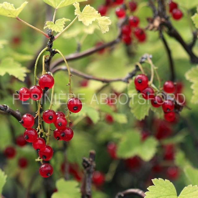 Fruitiers – Jardinerie Fortier