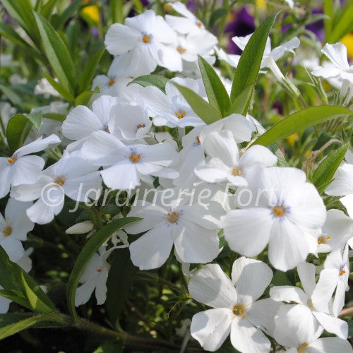 Phlox "Luminary Backlight" – Jardinerie Fortier