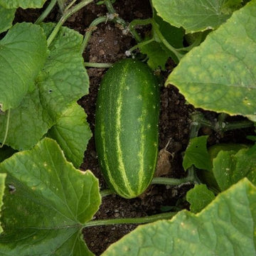Concombre Spacemaster BIO du Québec - Fruits croquants – Jardinerie Fortier
