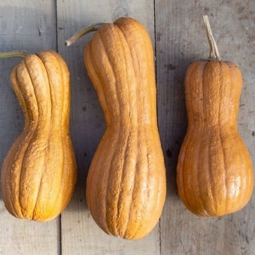 Courge Butternut Violina - Semences BIO du Québec - chair orange ...