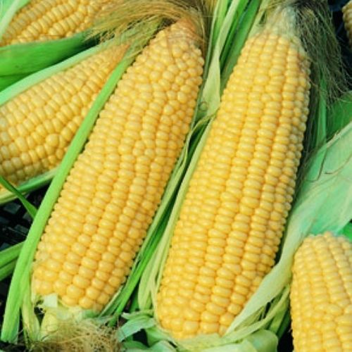 Maïs Golden Bantam - Semences BIO du Québec – Épis dorés (13-18 cm ...