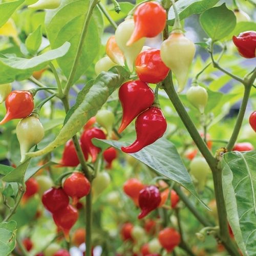 Piment Iracema Biquinho - Semences BIO du Québec - Goût sucré ...