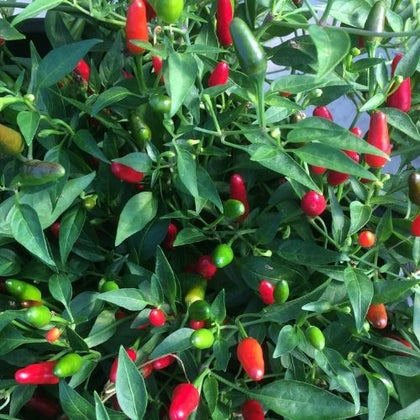 Semence "Piment Piri-Piri" - Bio - Écoumène – Jardinerie Fortier