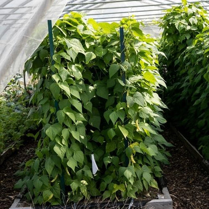 Haricot grimpant Grand-Maman Dinel - Semences BIO du Québec ...