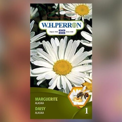 Semence de "Marguerite Alaska" – Jardinerie Fortier
