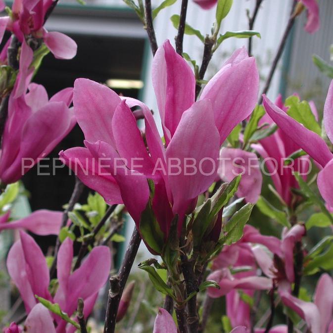 Magnolia "Susan" – Jardinerie Fortier