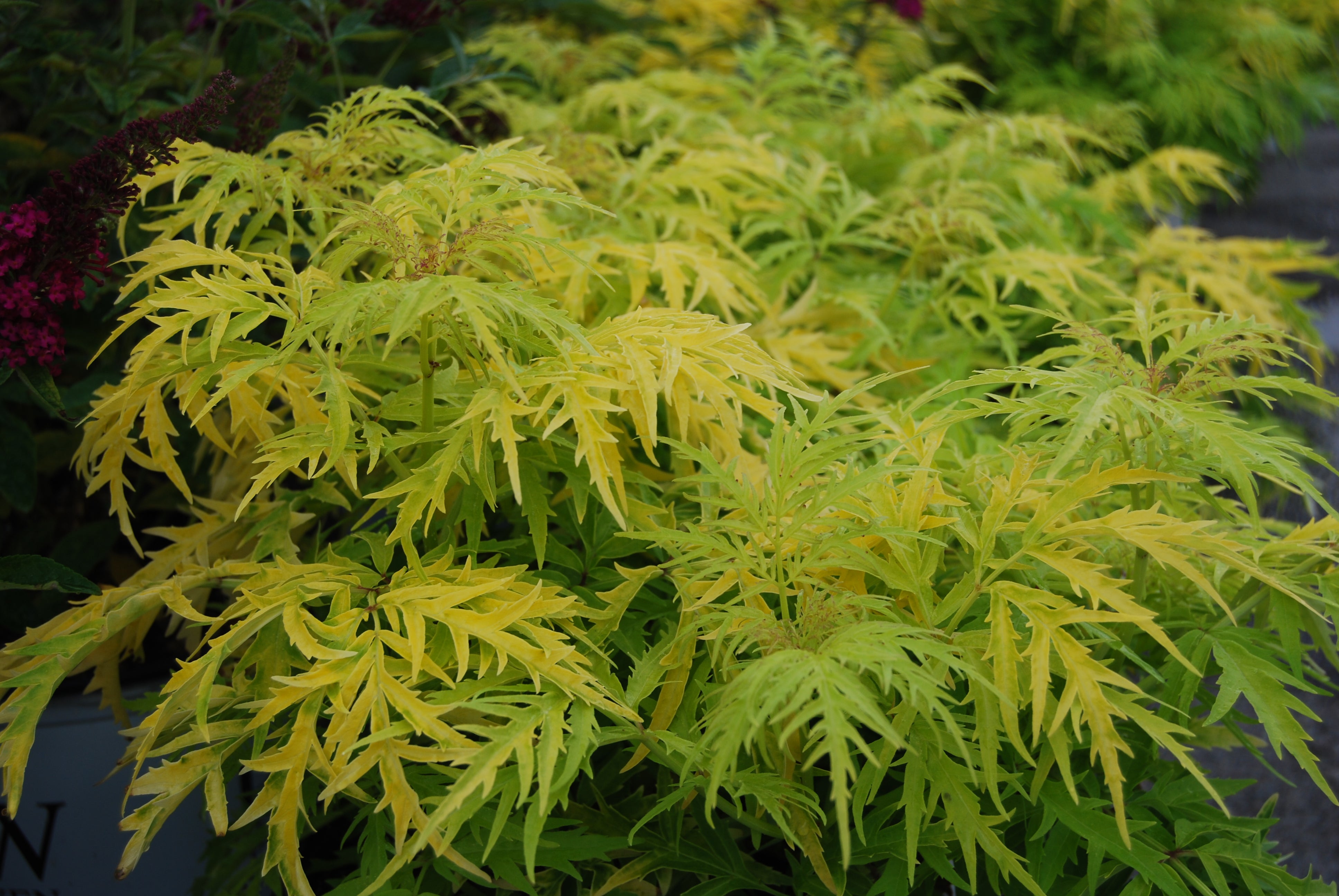 Sureau "Lemon Lace" – Jardinerie Fortier