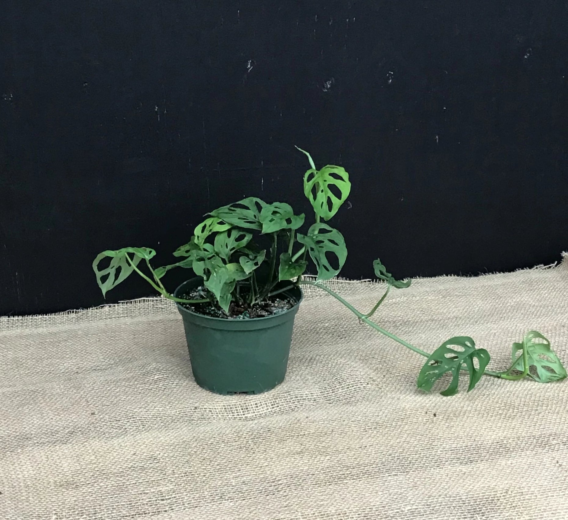 Végétaux – Jardinerie Fortier