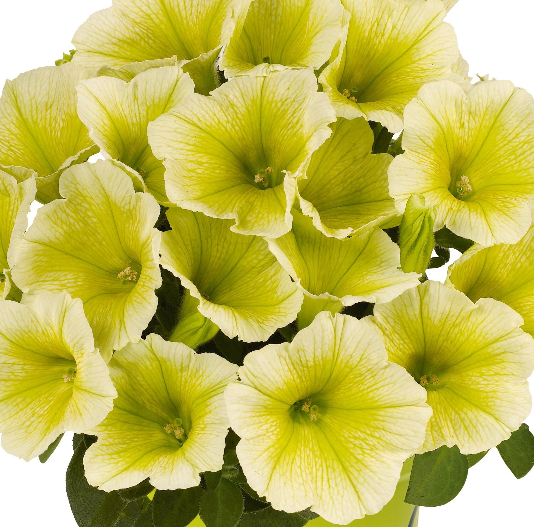 Potunia jaune – Jardinerie Fortier