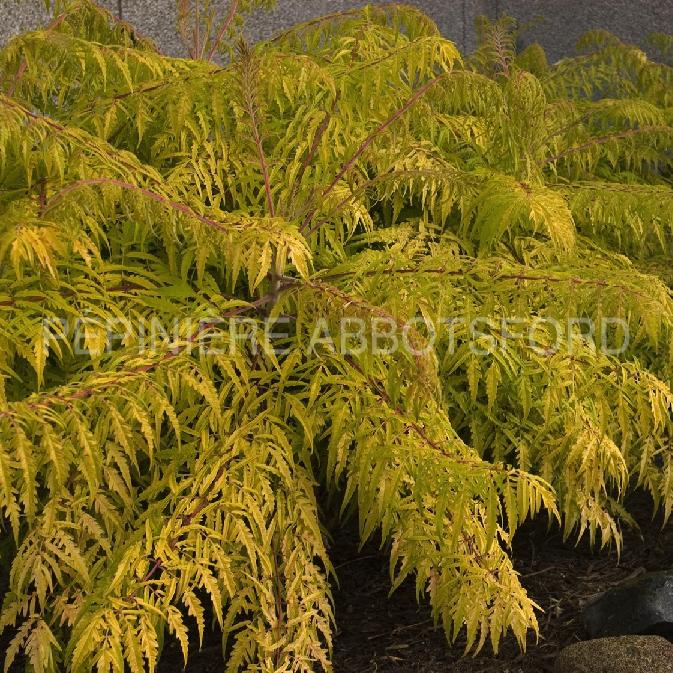 Rhus "Tiger eyes" – Jardinerie Fortier