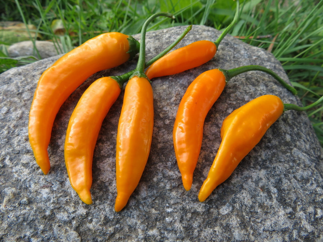 Semence de "Piment Criolla sella" – Jardinerie Fortier